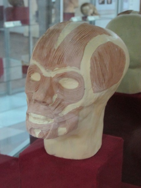 Tiwanaku Bolivia: Forensic Reconstruction Of Ancient Elongated Skulls ...