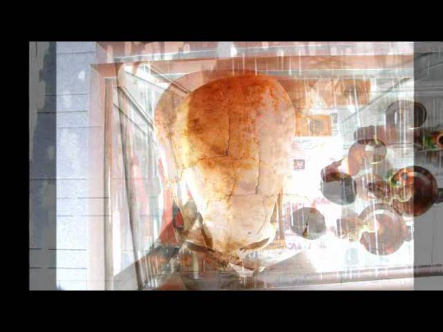 Elongated Skulls Of Paracas Peru: DNA Study Update - Hidden Inca Tours