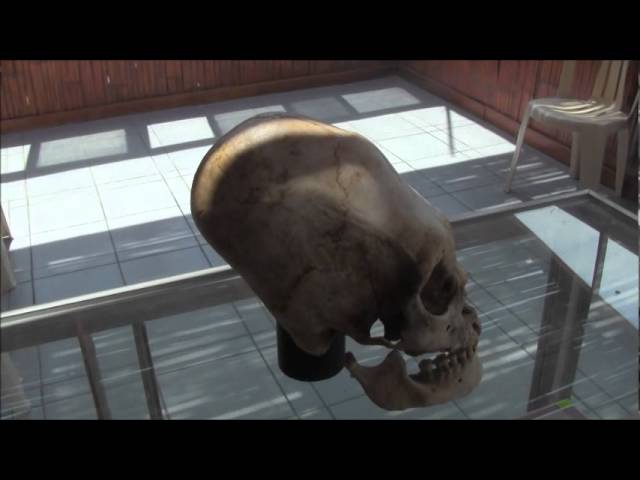 Elongated Skulls Of Paracas Peru Heads For Sale - Hidden Inca Tours