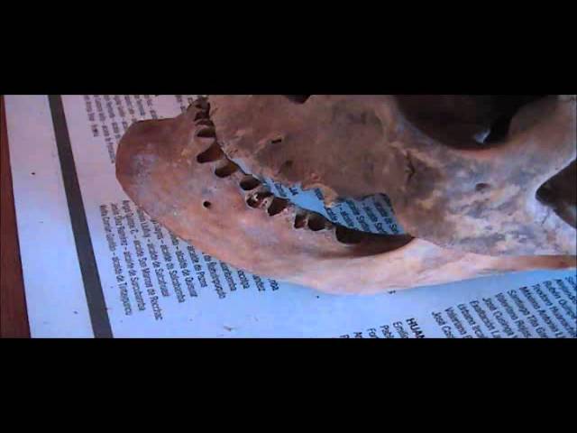 The Most Amazing Paracas Elongated Skull Found So Far; New Born Baby ...
