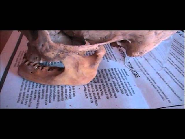 Elongated Skulls Of Paracas: A People And Their World - Hidden Inca Tours