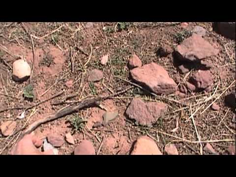 The Mystery Of Ancient Egypt's Red Haired Mummies - Hidden Inca Tours