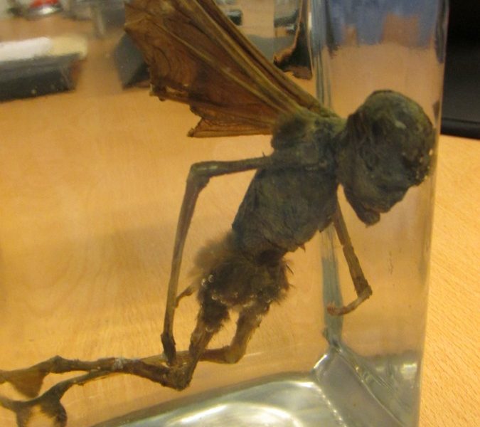 The Mystery Of Ancient Egypt's Red Haired Mummies - Hidden Inca Tours