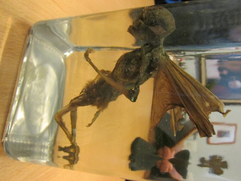 The Amazing Ancient Cenote Ritual Pools Of The Maya Of Mexico - Hidden ...