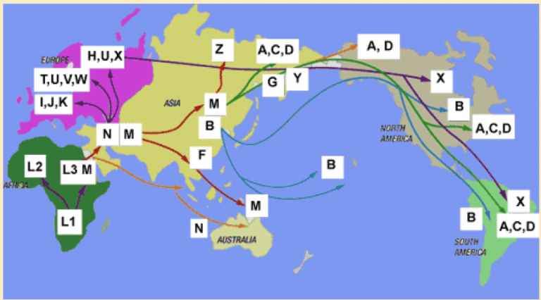 Latest DNA Results For The Elongated Skulls Of Paracas: Part 1 Of 4 ...