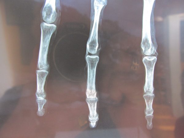 Strange "Alien" Hand Found On The Coast Of Peru - Hidden Inca Tours