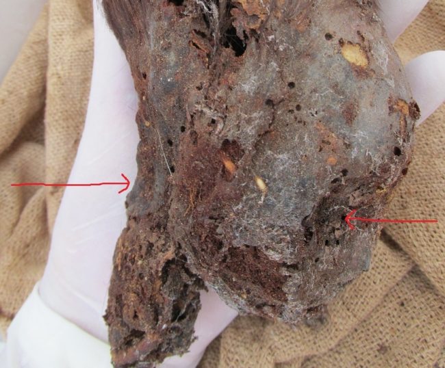 The Most Amazing Paracas Elongated Skull Found So Far; New Born Baby ...