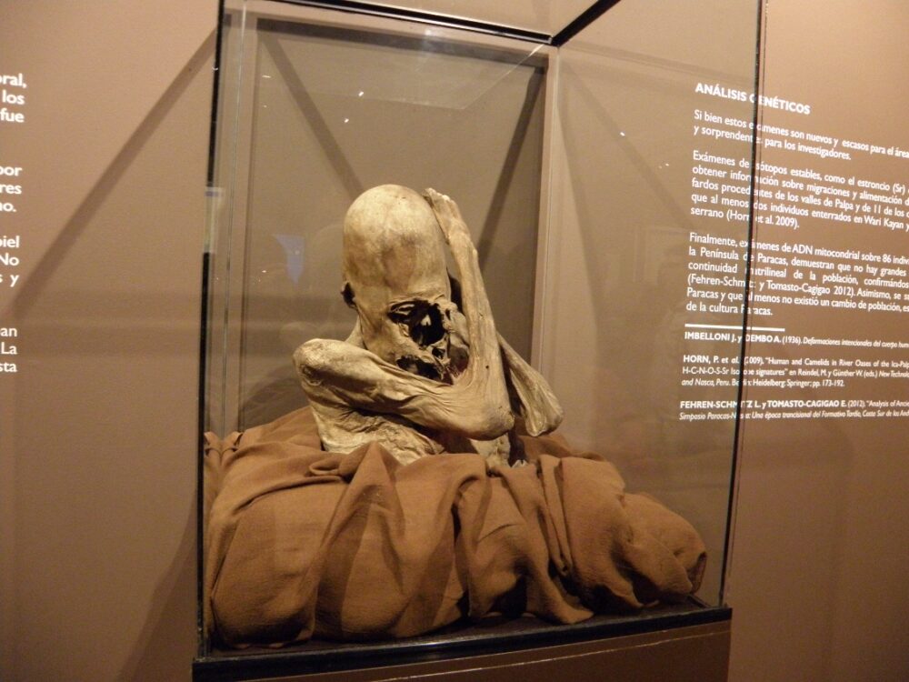 Complete Paracas Elongated Headed Mummy On Display In Lima Peru ...