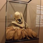 Complete Paracas Elongated Headed Mummy On Display In Lima Peru ...